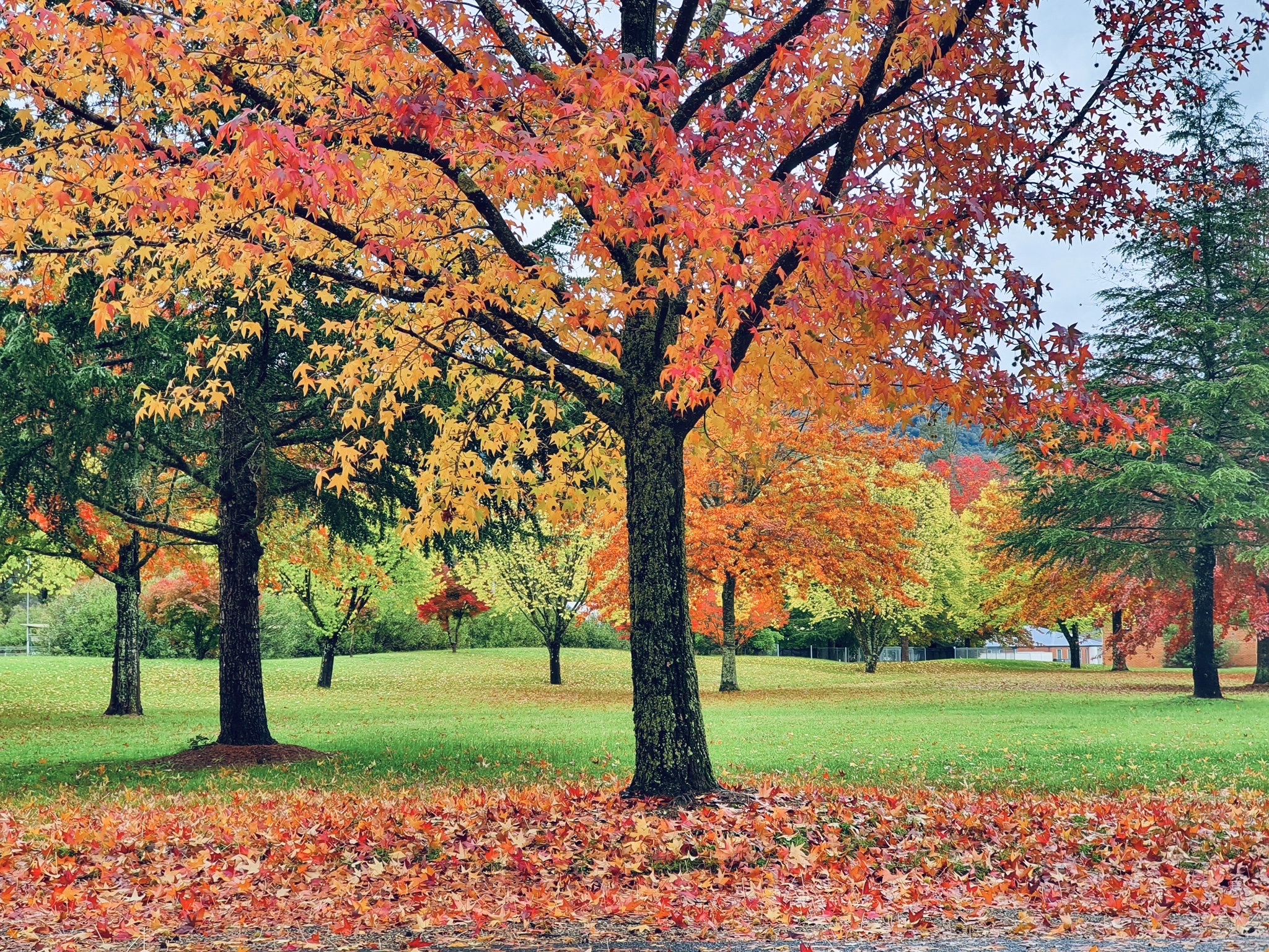 Autumn Colours of Bright, Victoria